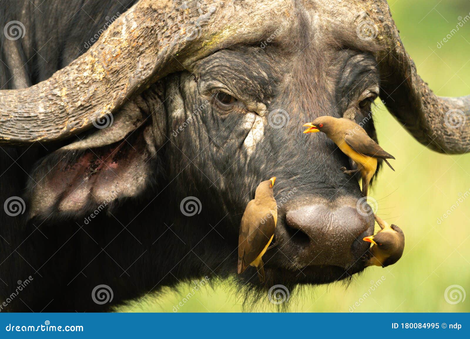 Three Yellow-billed Oxpeckers on Cape Buffalo Face Stock Image - Image ...