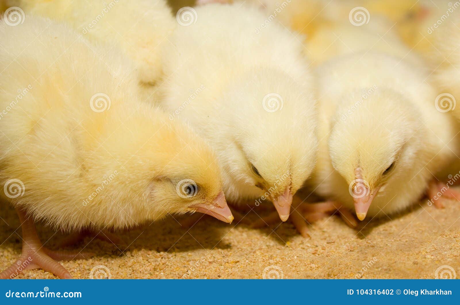 Daily Three Yellow Chicken at the Poultry Farm Stock Photo - Image of ...