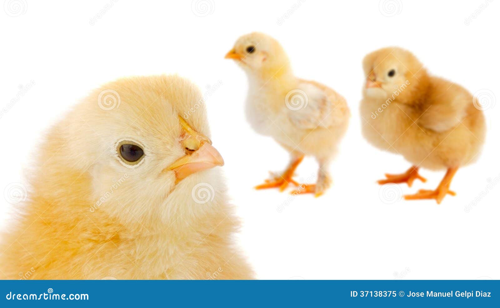 Three yellow chickens stock image. Image of beginning - 37138375