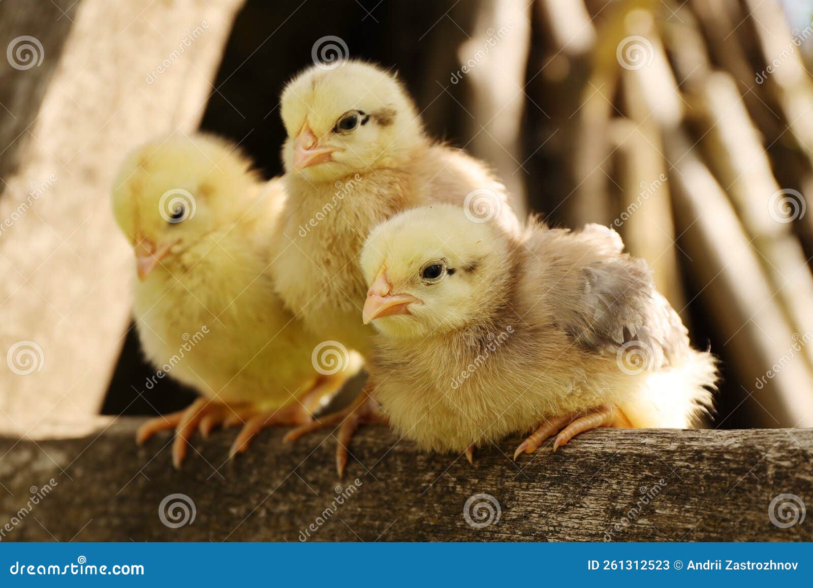 Three Yellow Chicks, Young Poultry Outdoors Stock Image - Image of ...