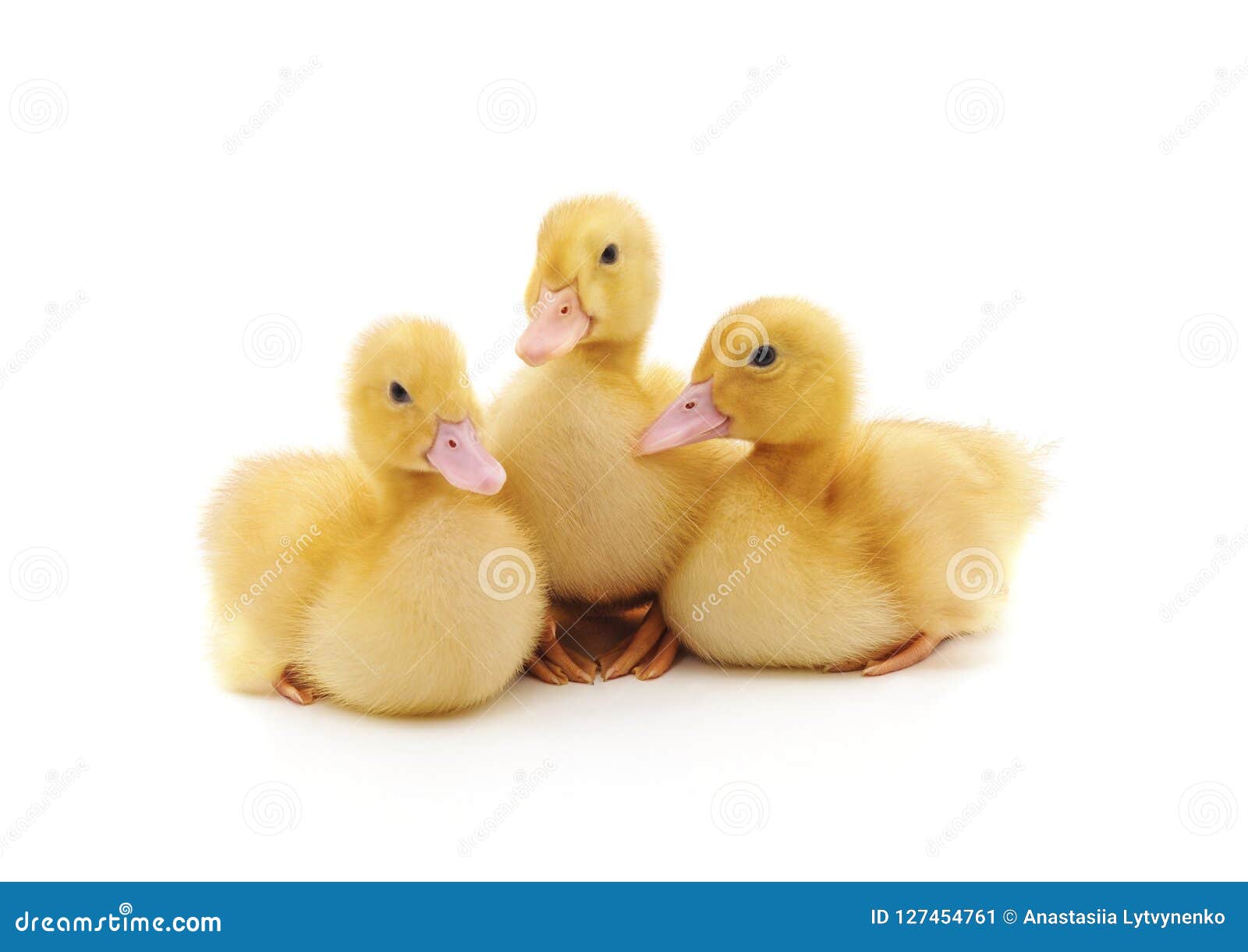Three yellow ducklings. stock image. Image of easter - 127454761