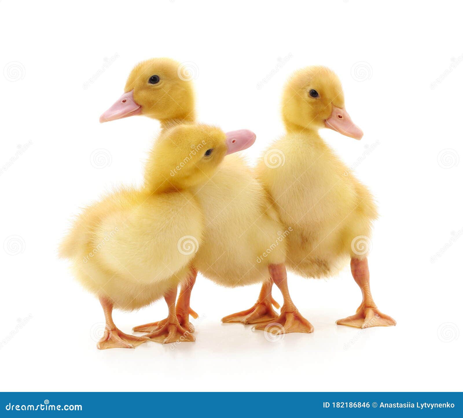Three yellow ducklings stock photo. Image of agriculture - 182186846