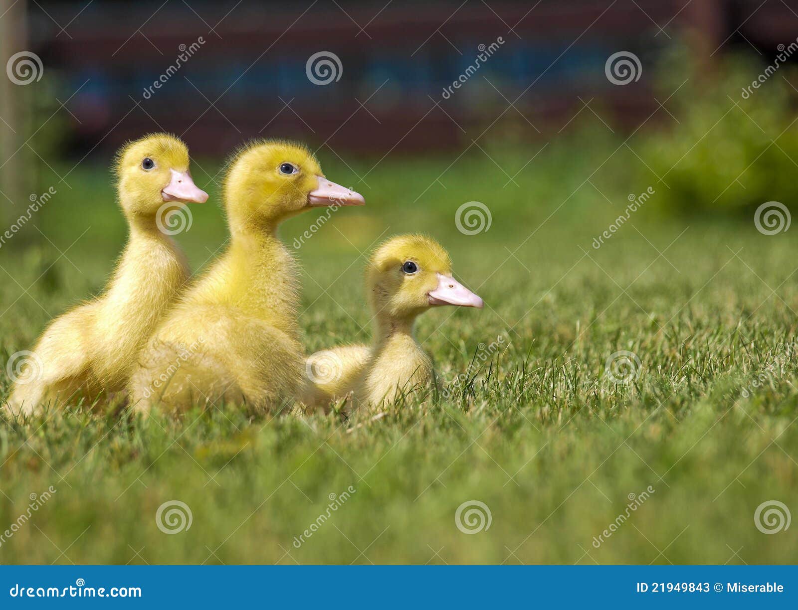 Three yellow ducks stock image. Image of green, yawn - 21949843