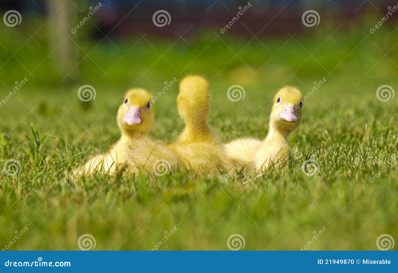 Three yellow ducks stock photo. Image of green, bird - 21949870