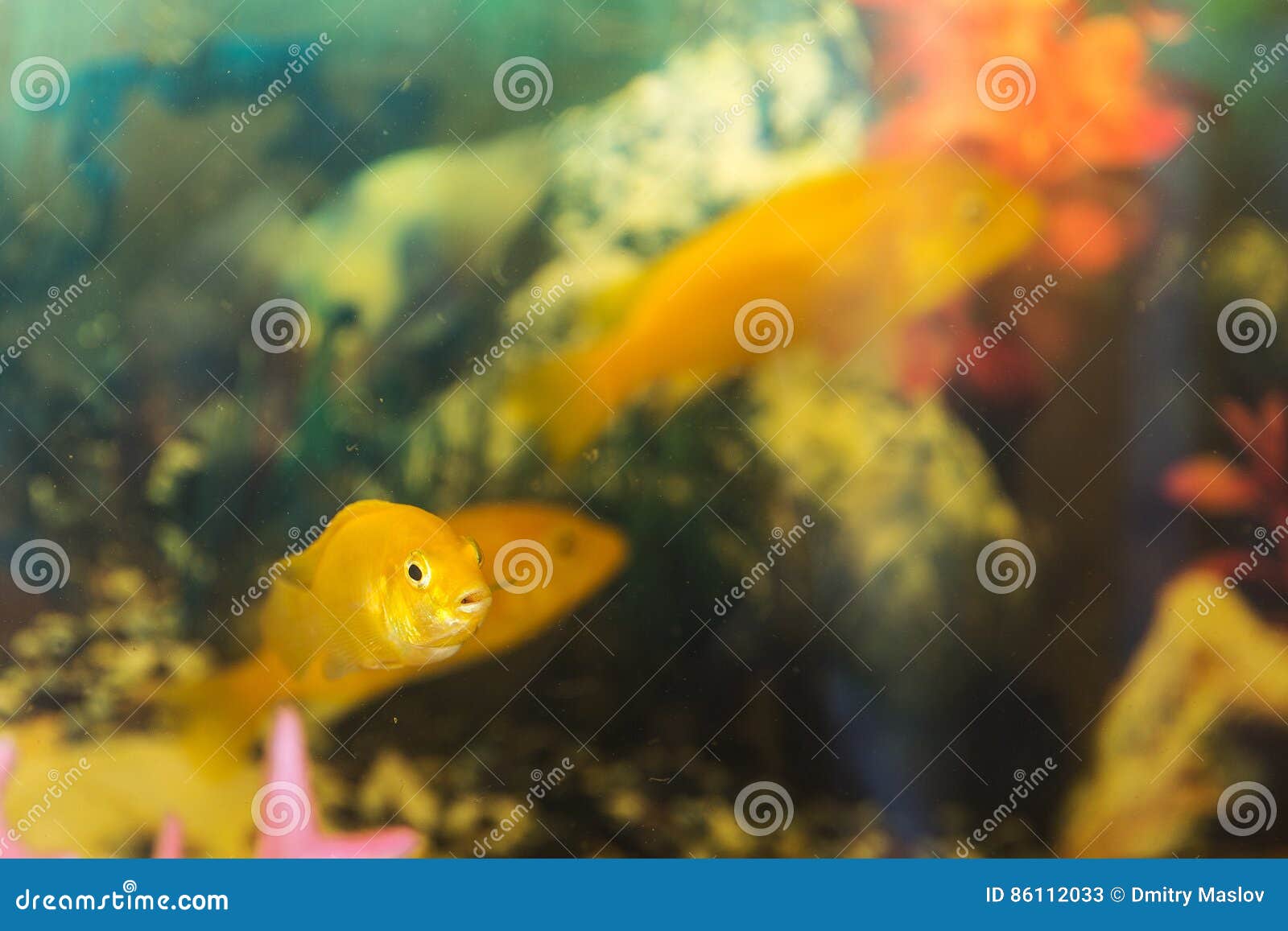 Three yellow fish stock image. Image of gold, nature - 86112033