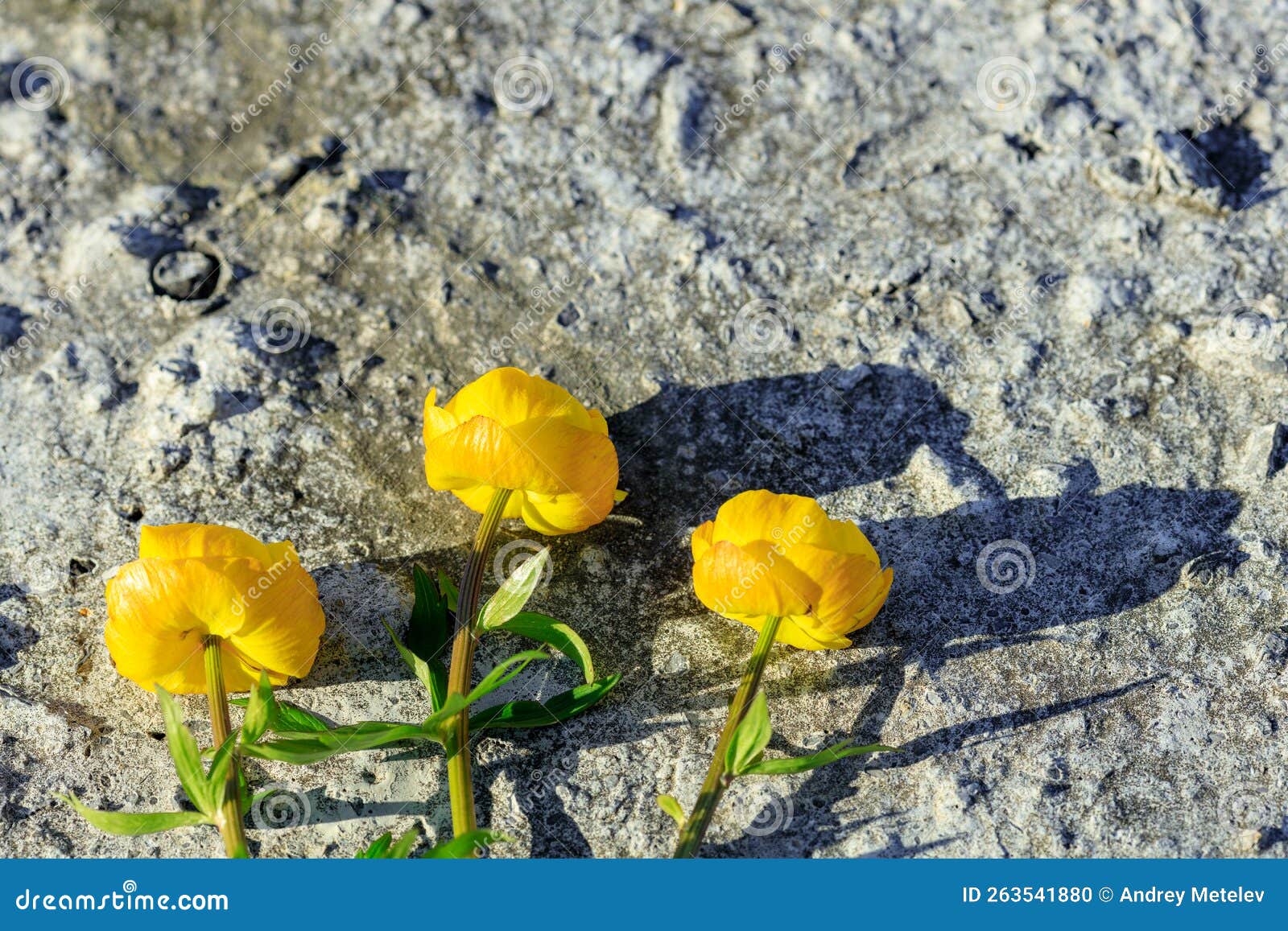 Three Yellow Flowers on the Concrete Pavement. Flowers Cast Shadows ...