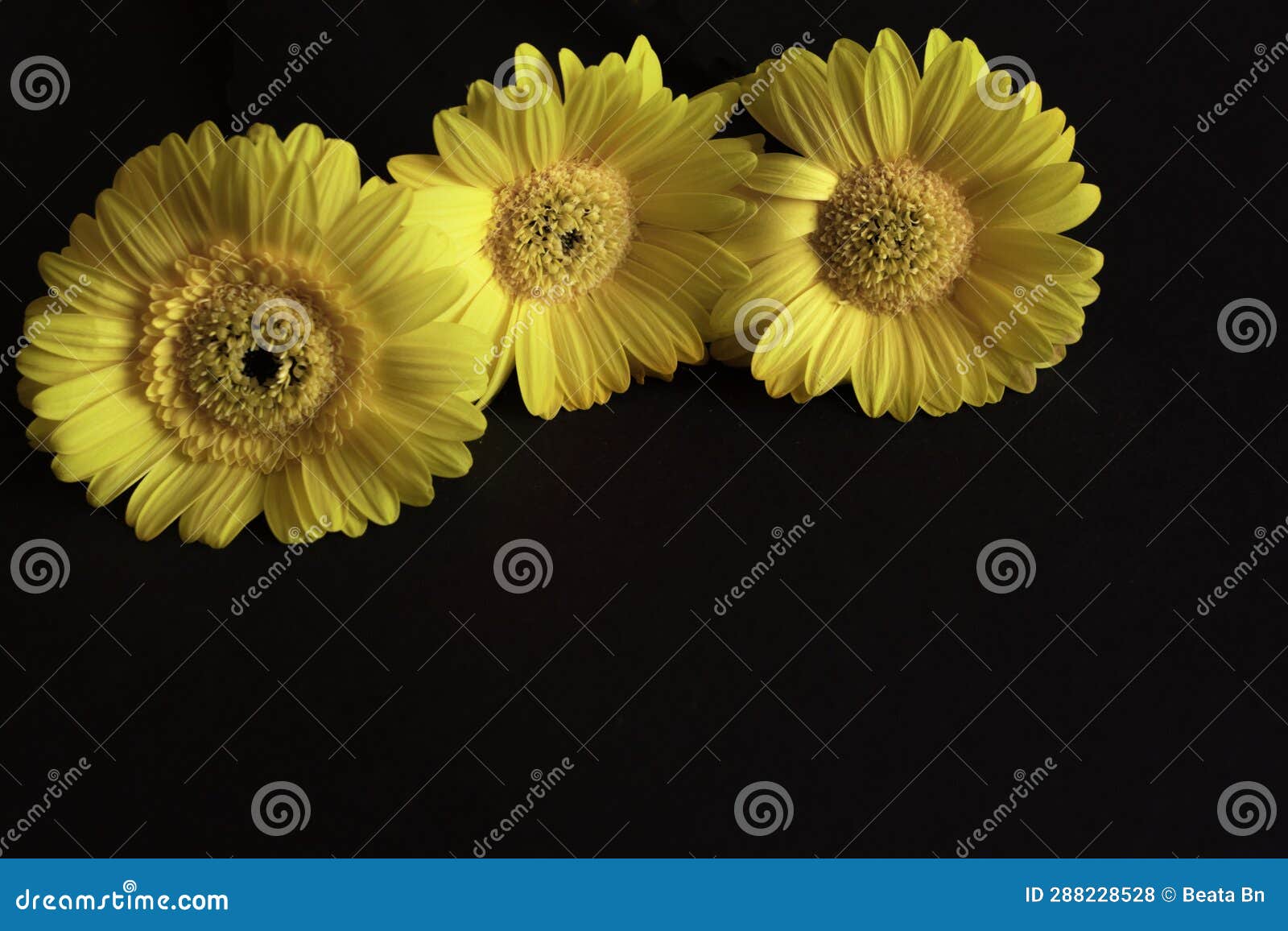 Three Yellow Gerberas on a Black Background, Stock Photo - Image of ...