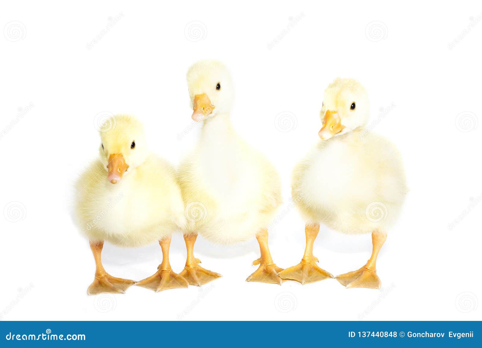 Three yellow goose on a stock photo. Image of goose - 137440848