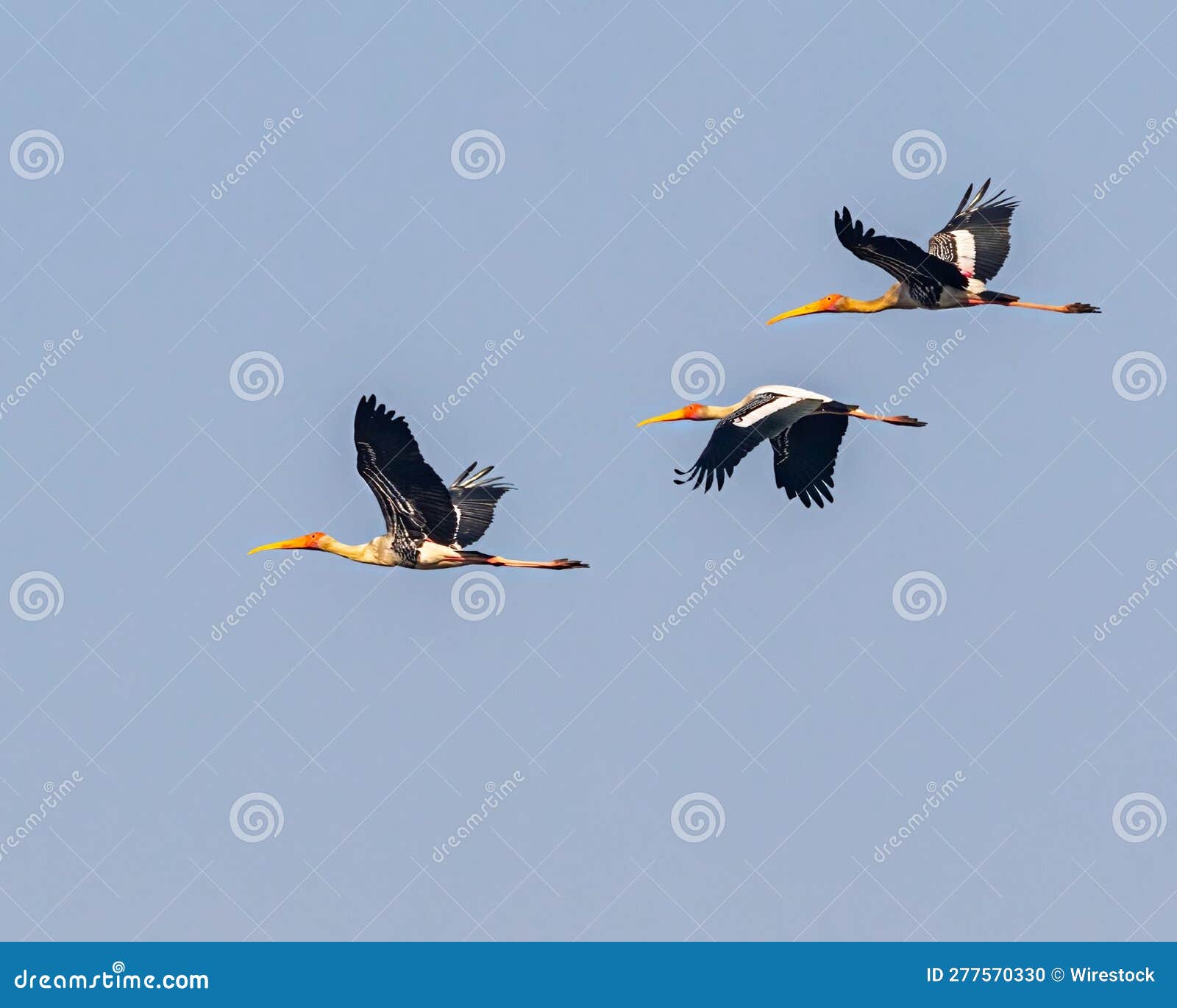 Three Yellow Headed Storks Flying in Formation through the Sky Stock ...