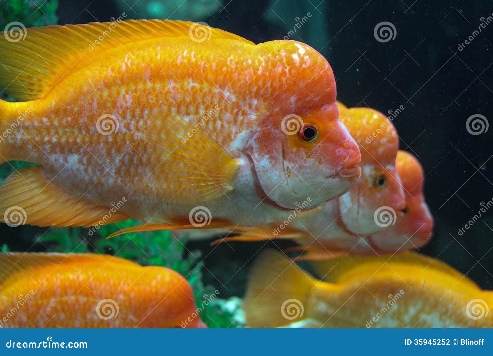 Three yellow hump sea fish stock photo. Image of bodies - 35945252
