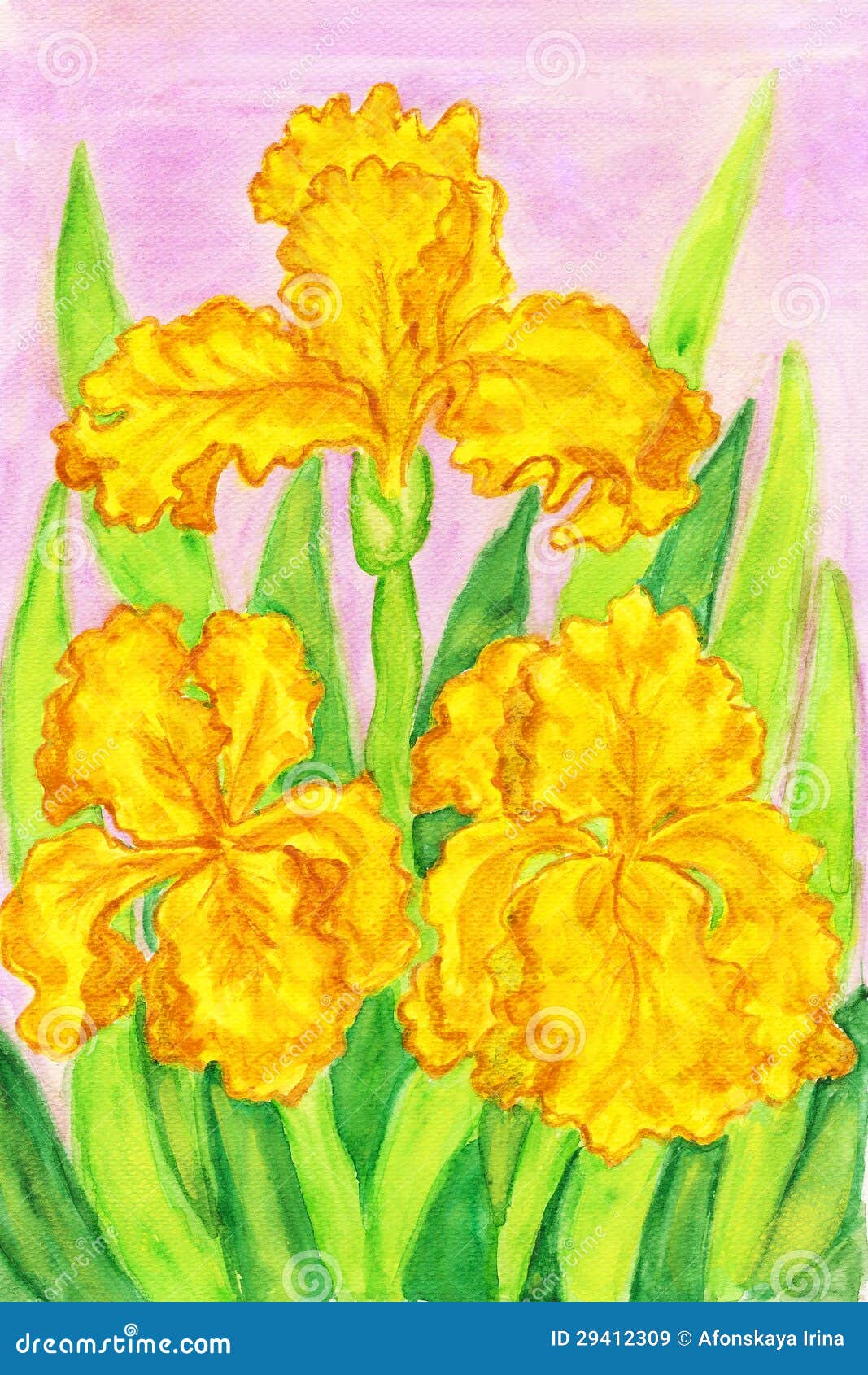 Three Yellow Irises, Painting Stock Illustration - Illustration of ...