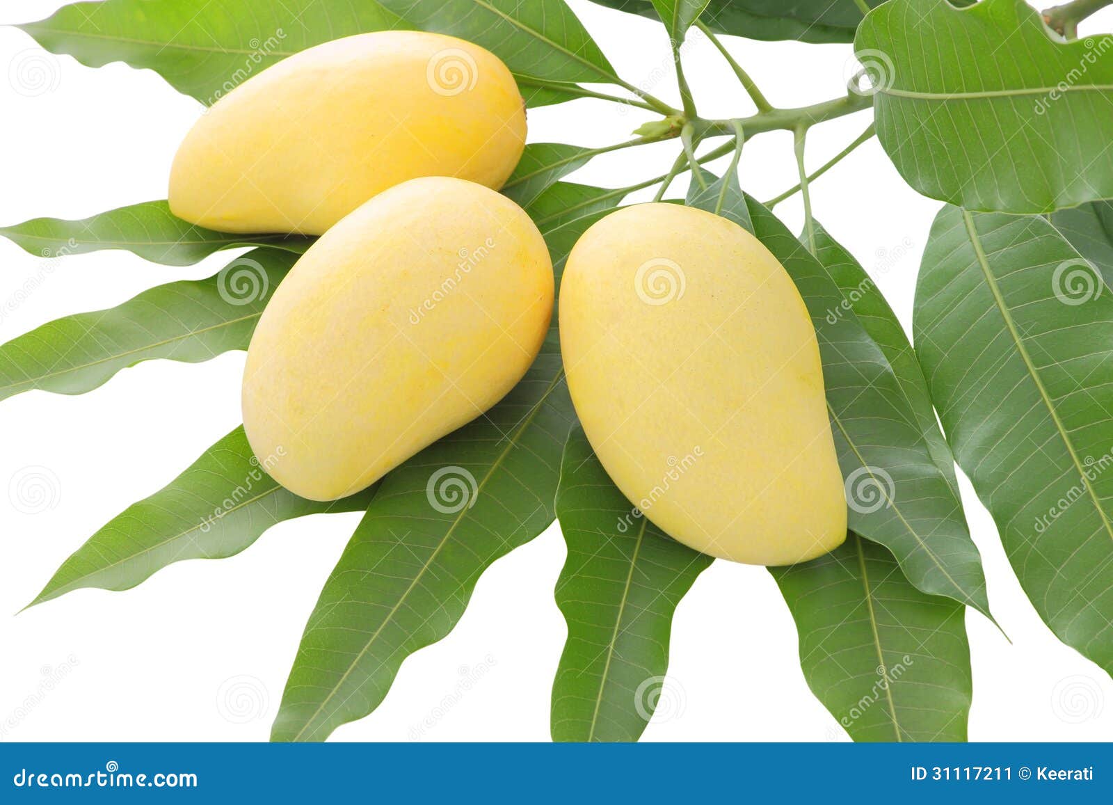 Three Yellow Mango on Leaf Focus at Center Stock Image - Image of mango ...