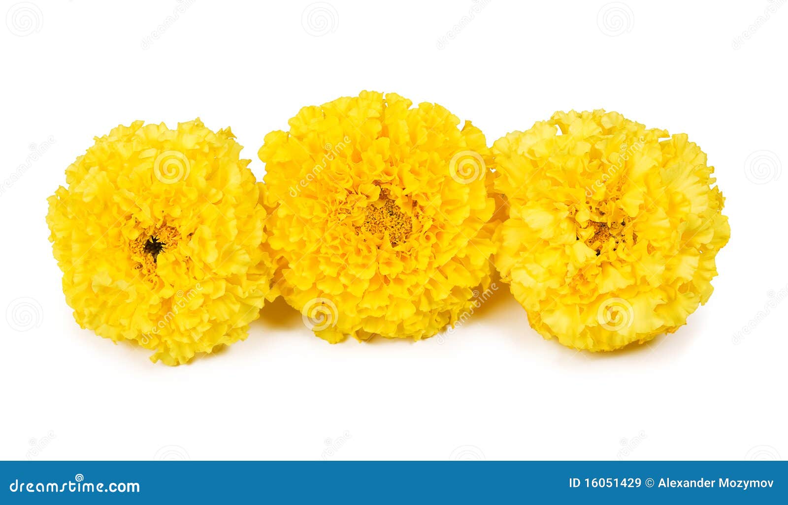 Three yellow marigolds stock image. Image of flora, flower - 16051429