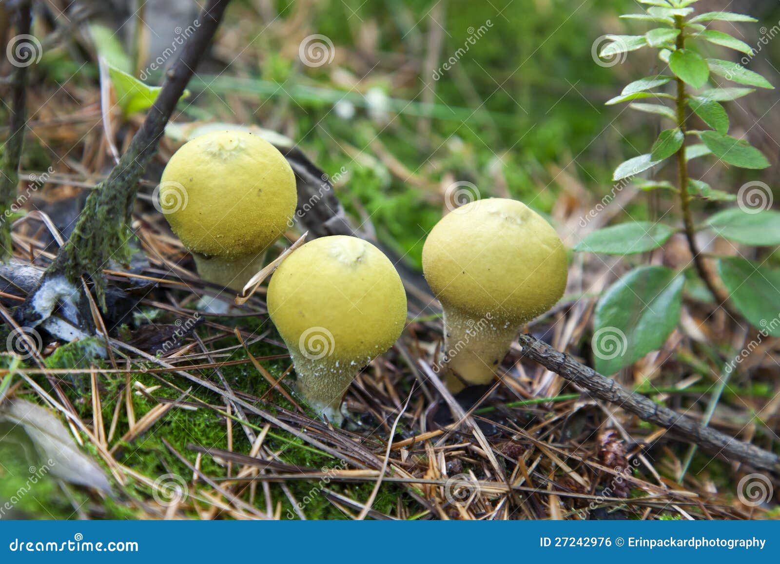 Three Yellow Puffball Mushrooms Stock Photo - Image of pine, outdoors ...