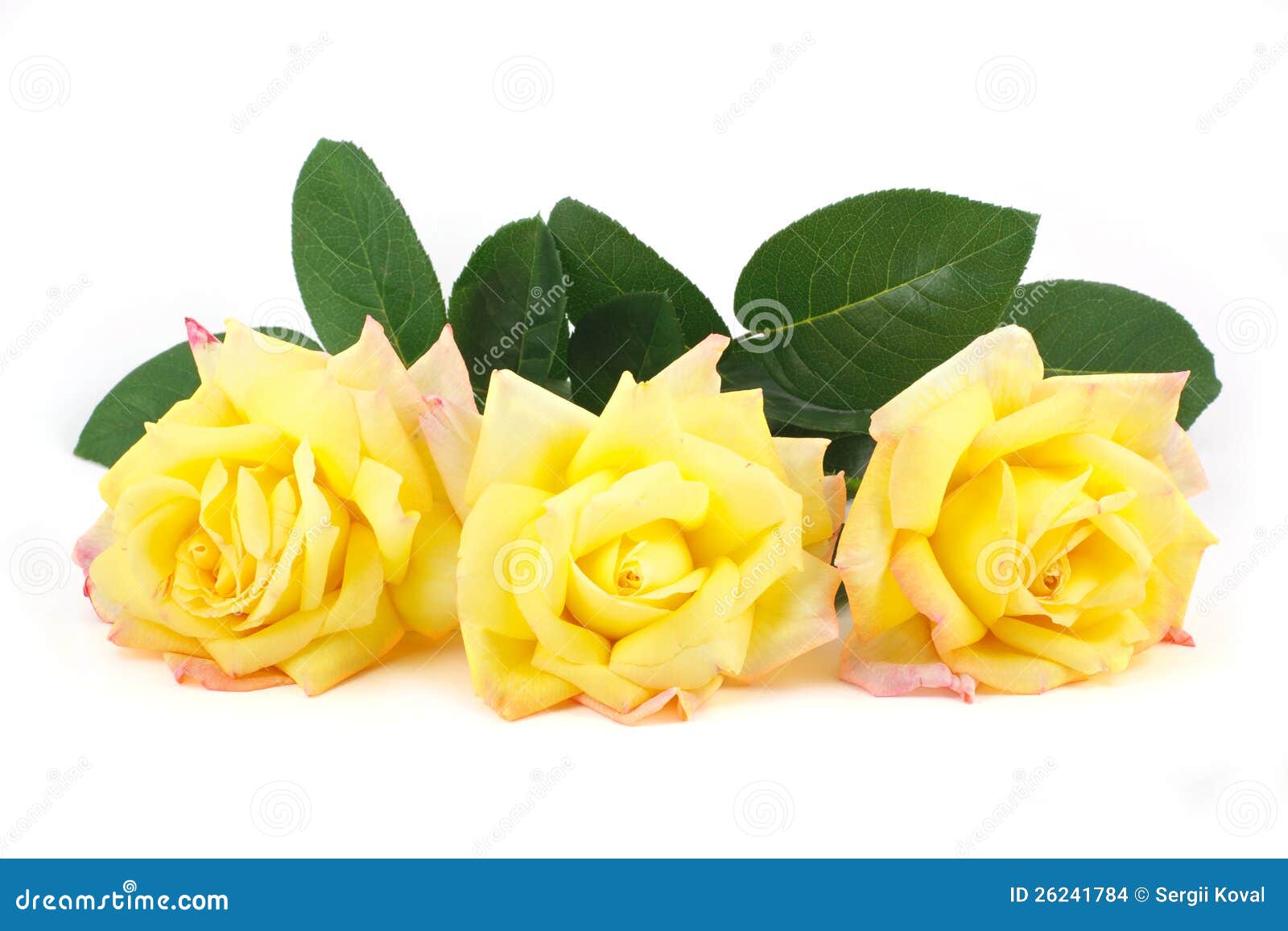 Three yellow roses stock photo. Image of close, blooming - 26241784