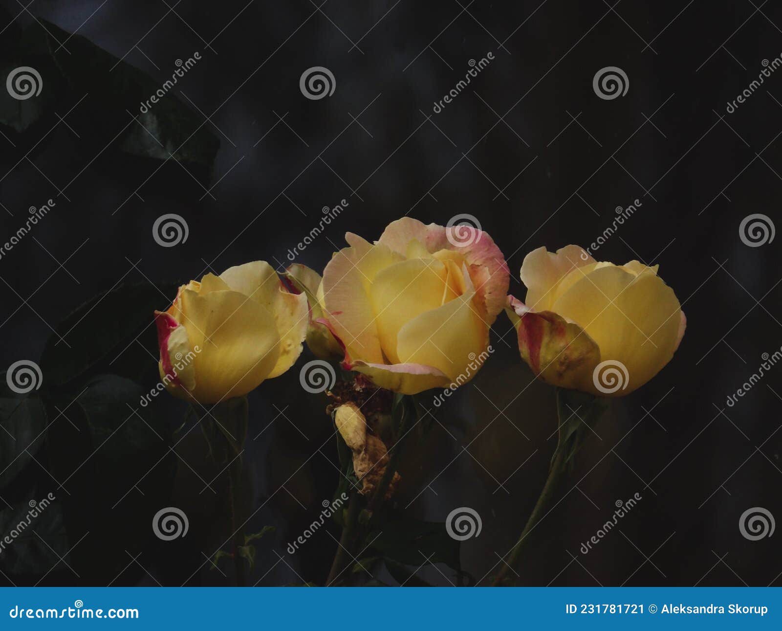 Three yellow roses stock image. Image of beautiful, yellow - 231781721