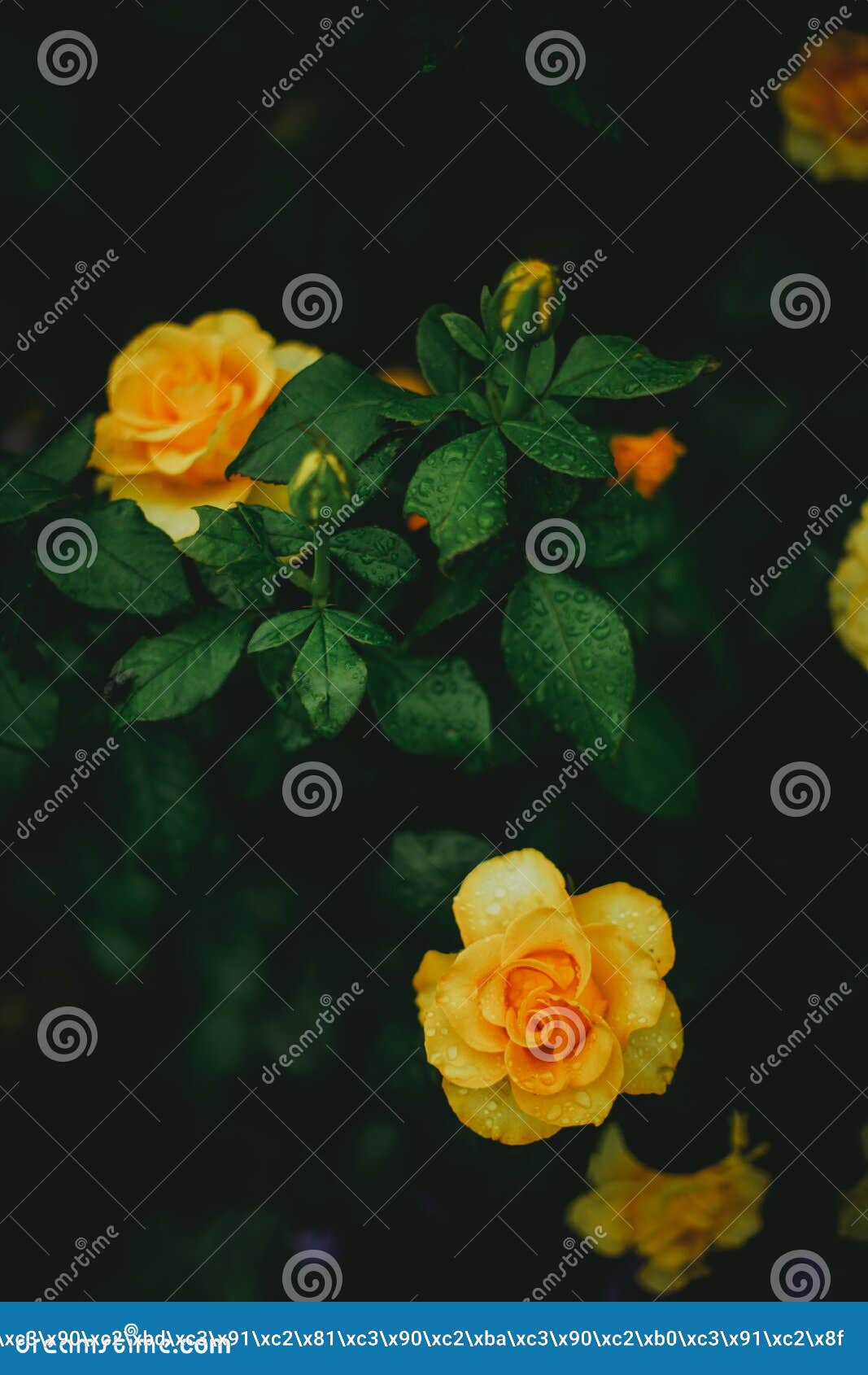 Three Yellow Roses on Black Background Stock Image - Image of beauty ...