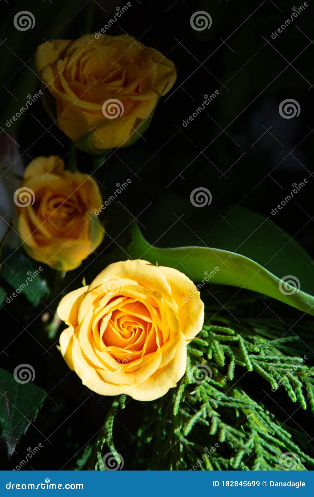 Three Yellow Roses in Dramatic Light Stock Image - Image of colorful ...
