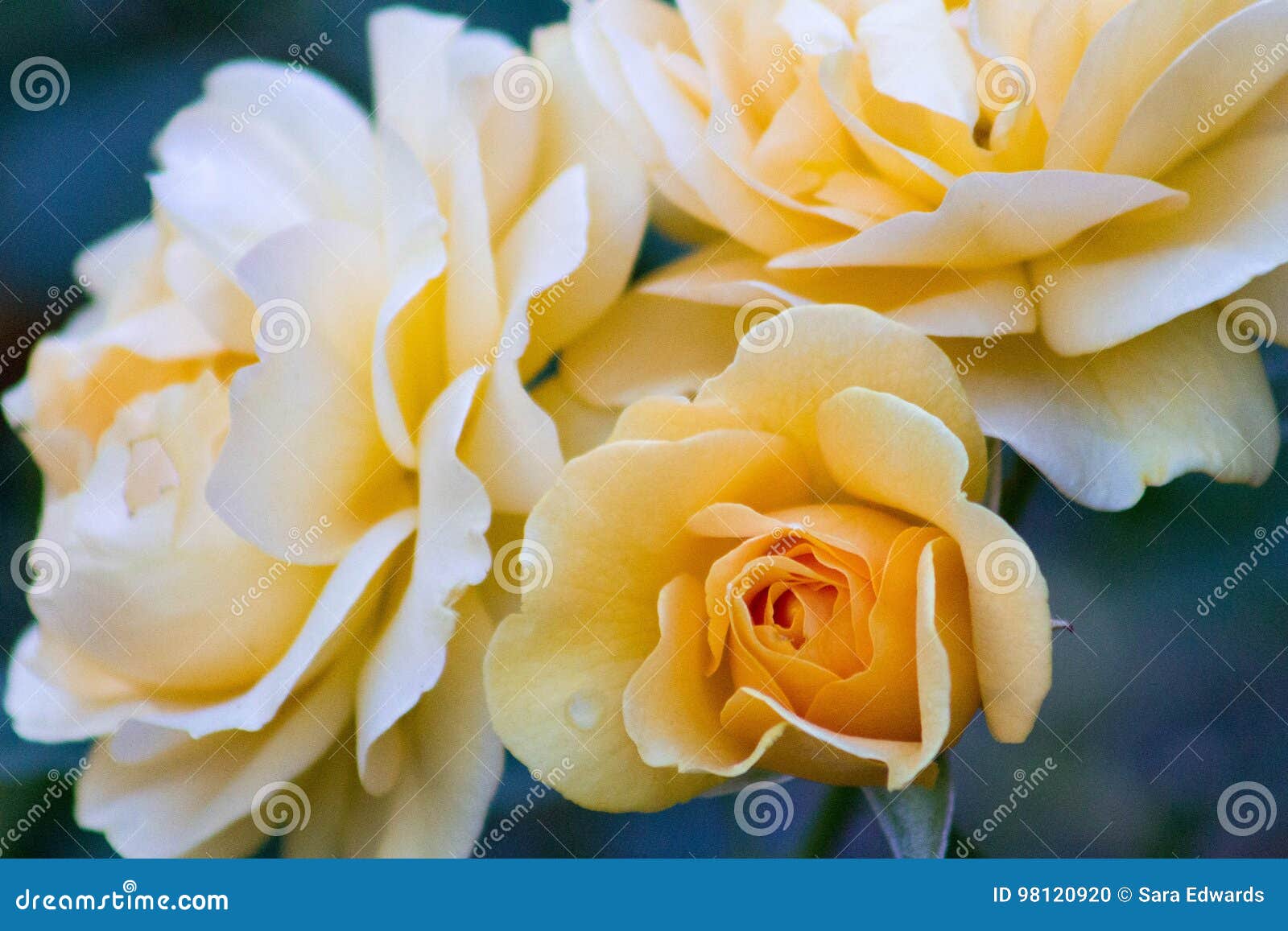 Three Yellow Roses stock photo. Image of blooming, floral - 98120920