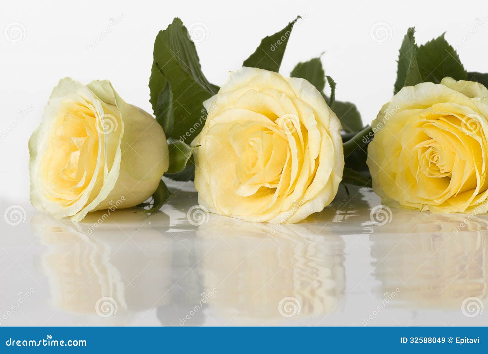 Three yellow roses stock image. Image of celebration - 32588049