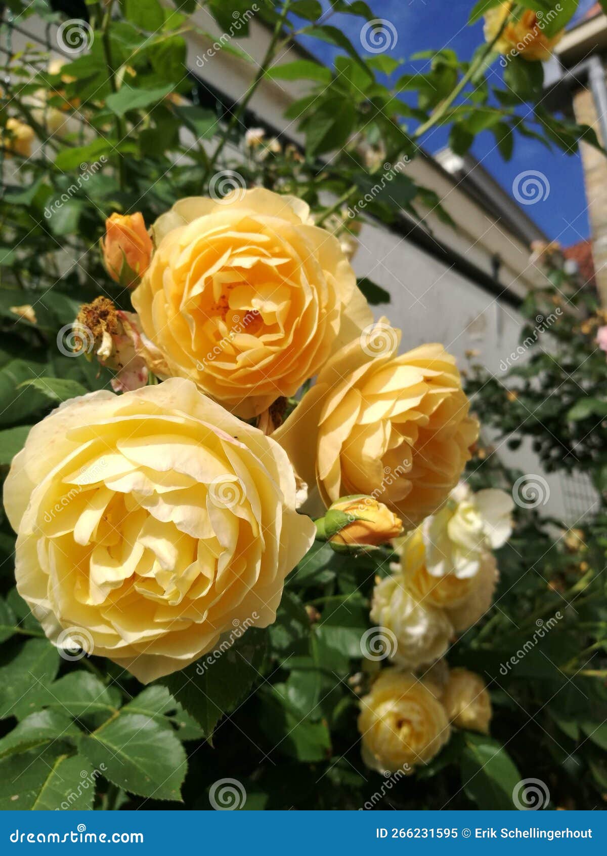 Three Yellow Roses in Summertime Stock Image - Image of three, yellow ...
