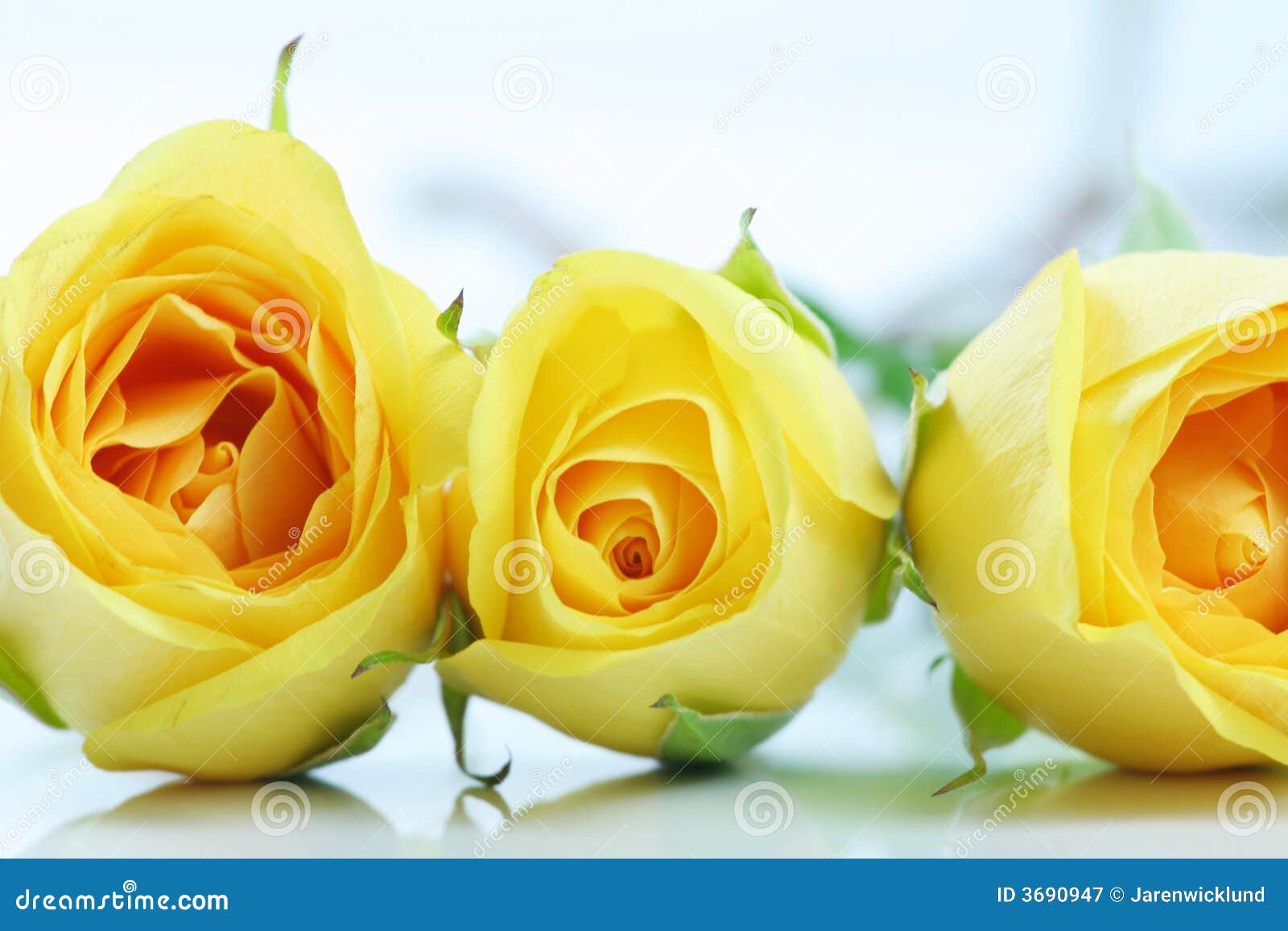 Three Yellow Roses on White Stock Image - Image of isolated, rose: 3690947