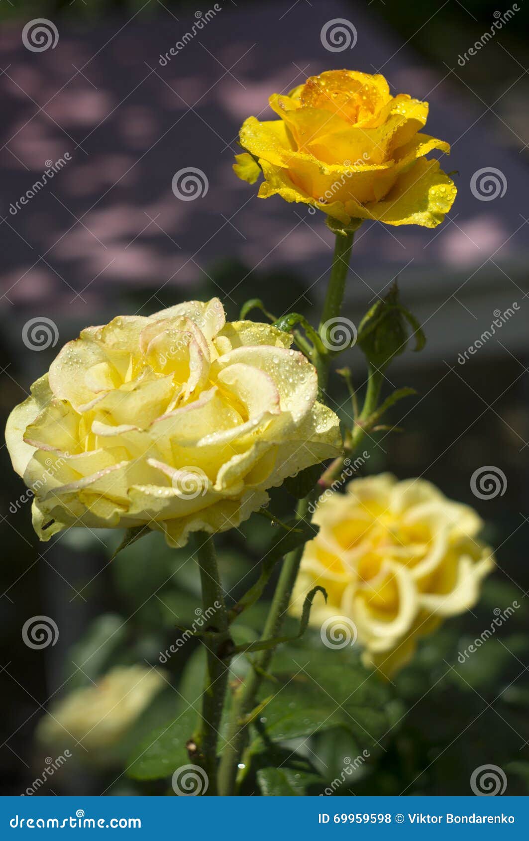 Three yellow roses stock photo. Image of decoration, floral - 69959598