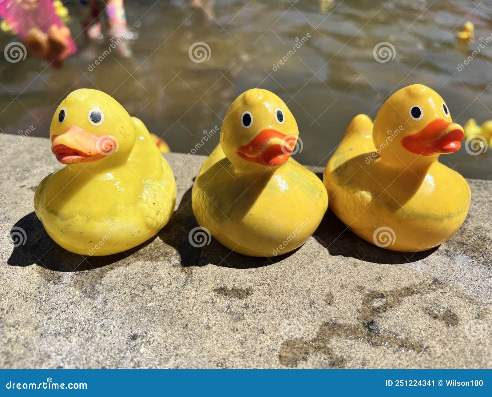 Three Yellow Rubber Ducks stock image. Image of pond - 251224341