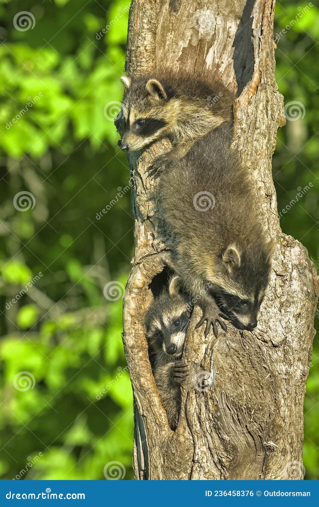 Three Youg Racoons in Dead Tree Stock Photo - Image of racoons, three ...