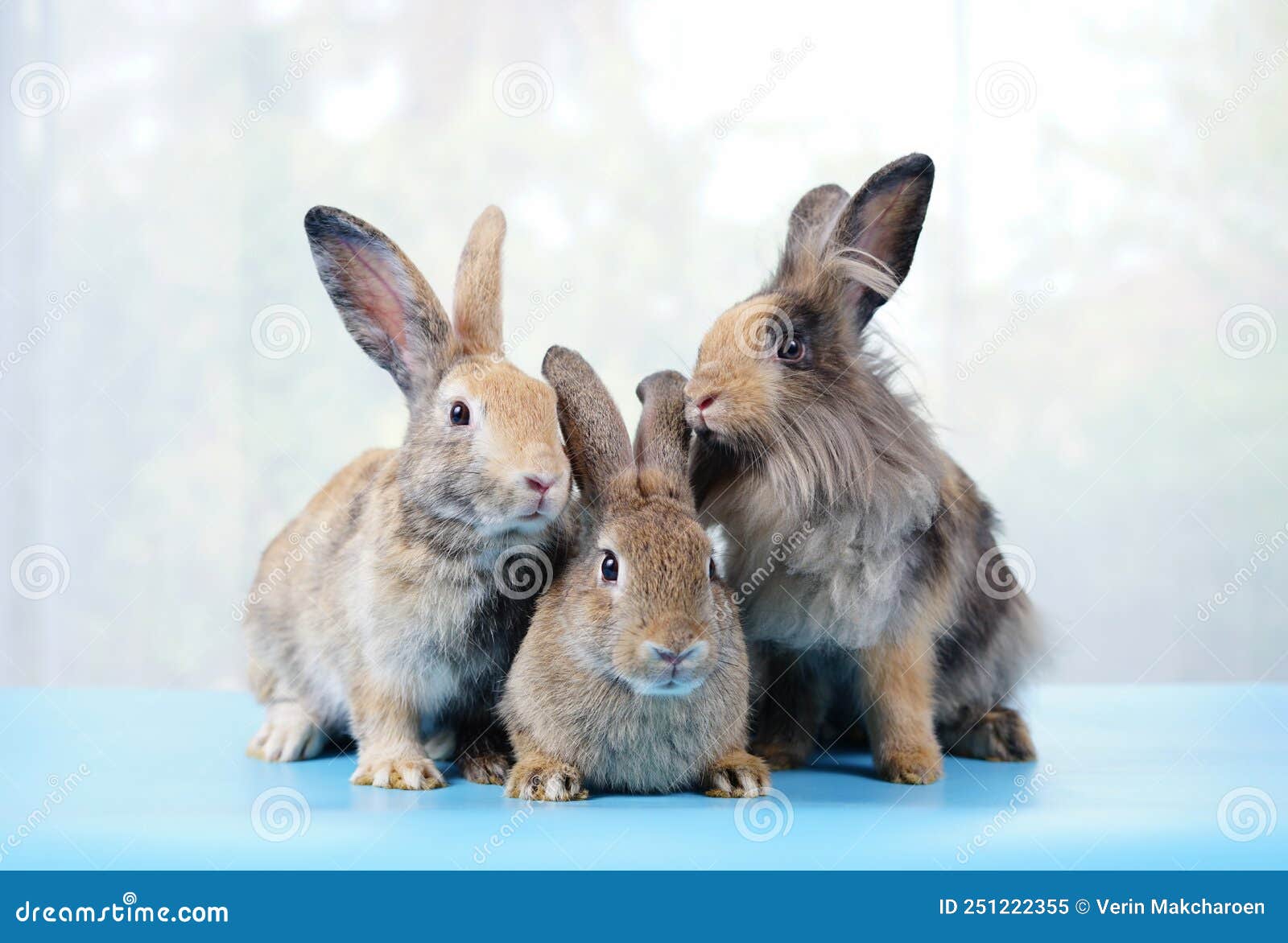 Young Adorable Bunny, Brown Rabbits Sitting on Floor Stock Image ...
