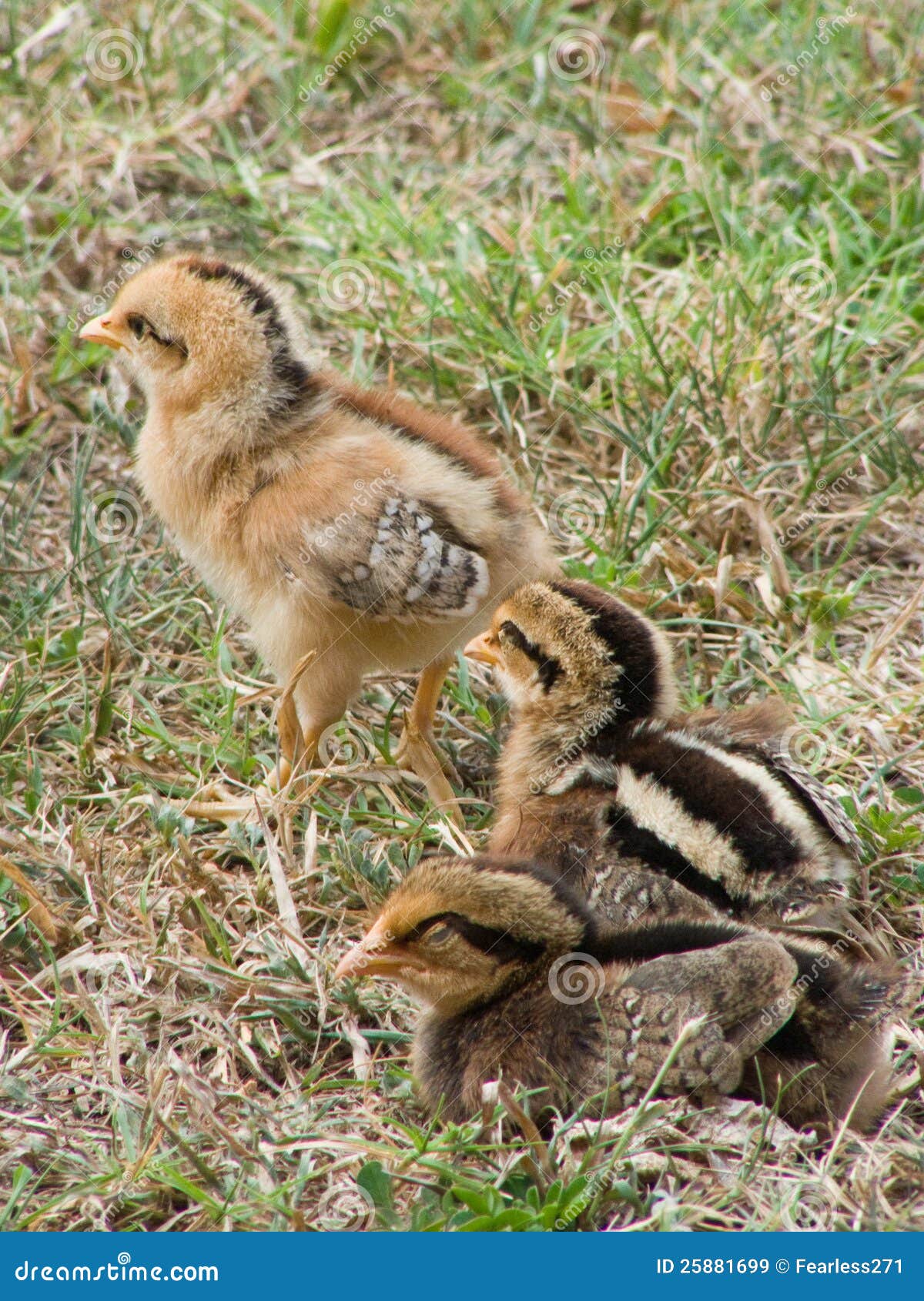 Three Young Baby Chicks stock image. Image of animal - 25881699