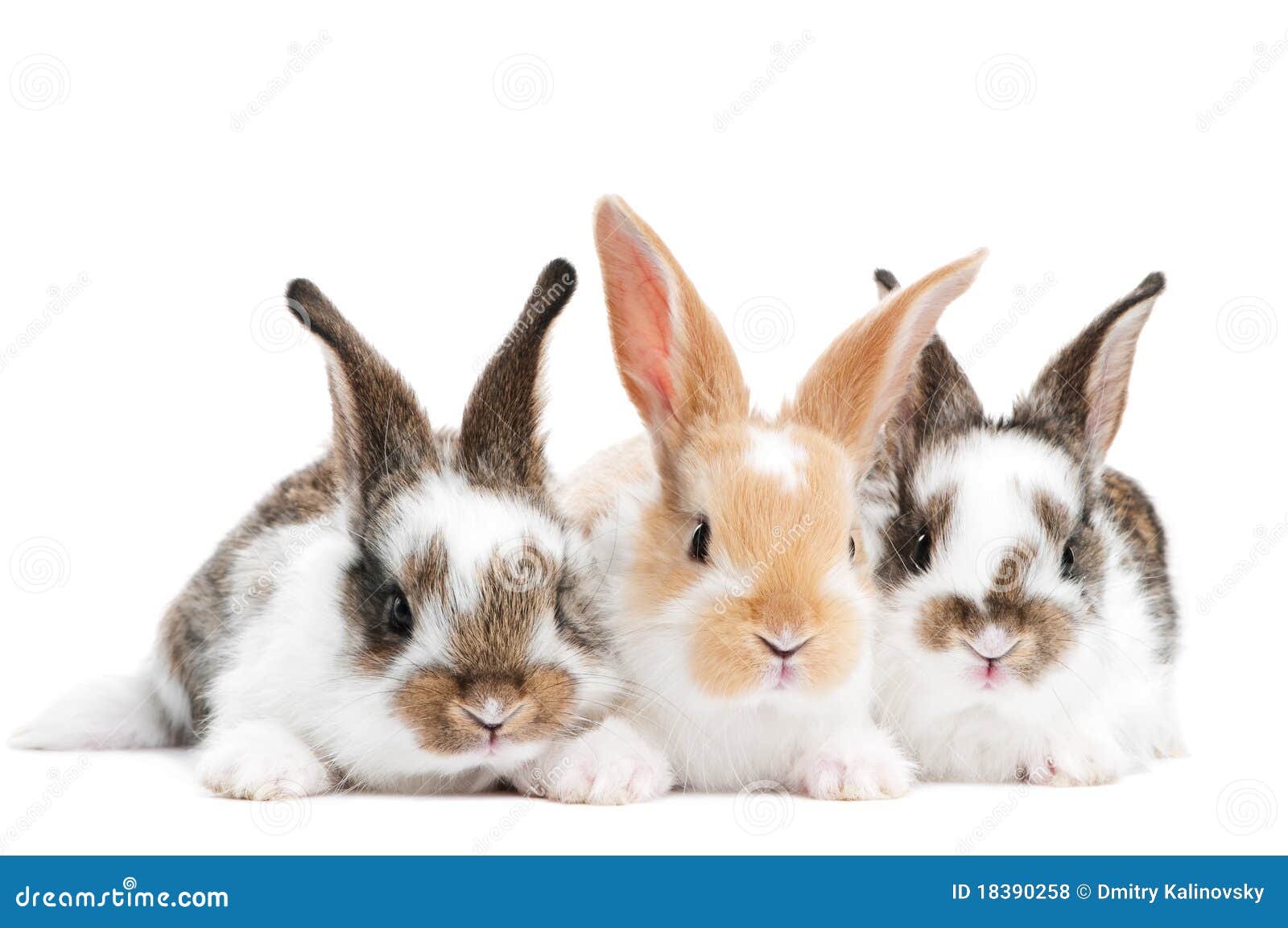 Three Young Baby Rabbit Isolated Stock Photo - Image of group, cute ...
