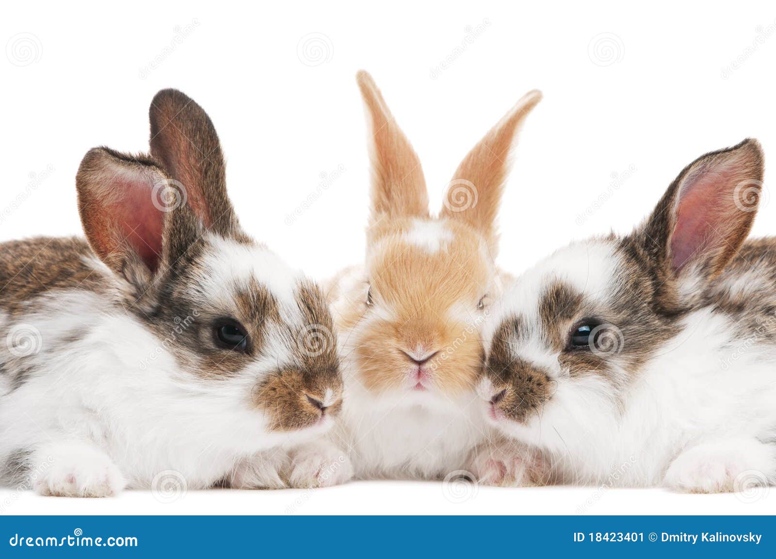 Three Young Baby Rabbit Isolated Stock Image - Image of bunny, brown ...