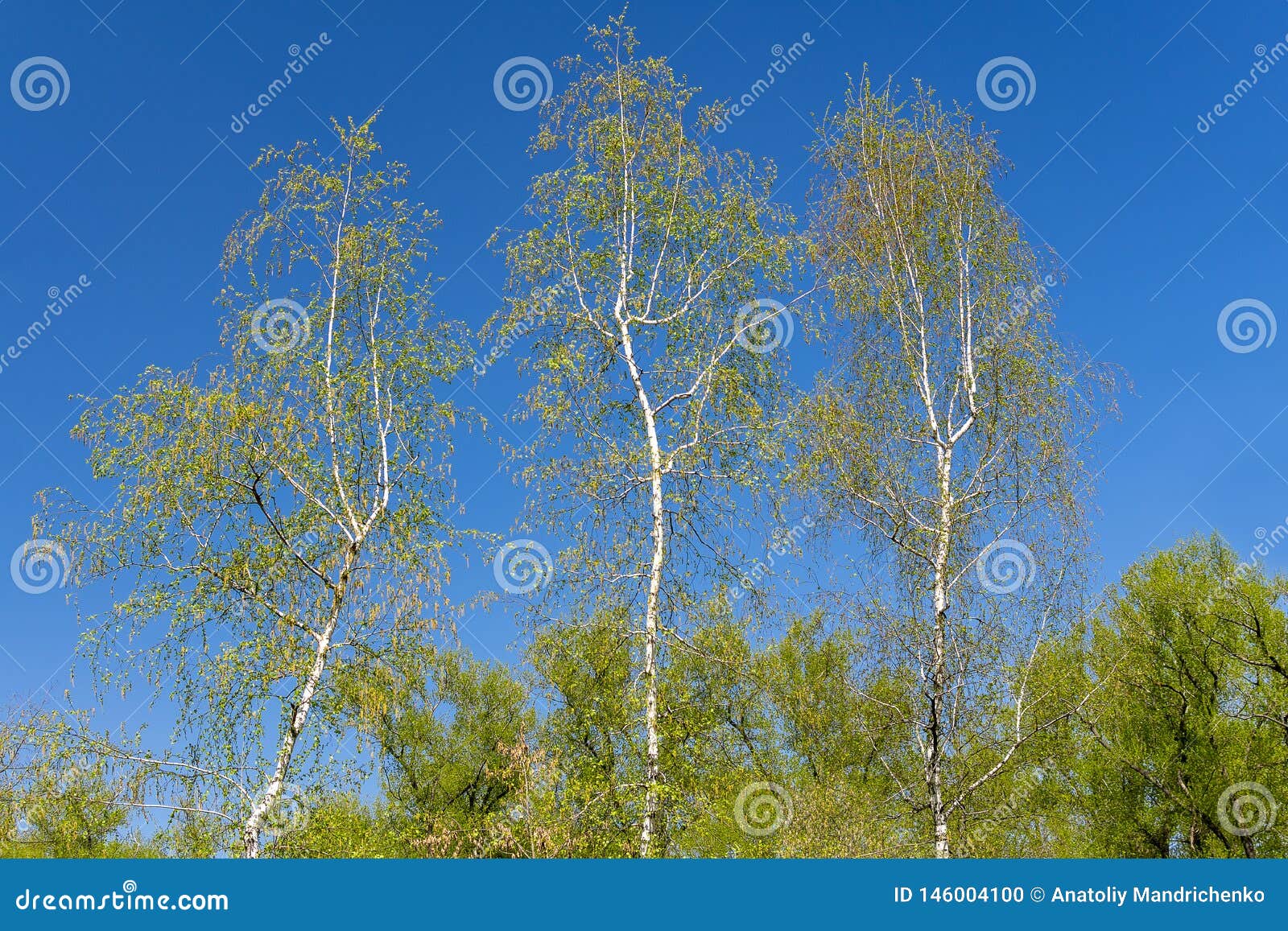 Three young birch stock photo. Image of yellow, landscape - 146004100