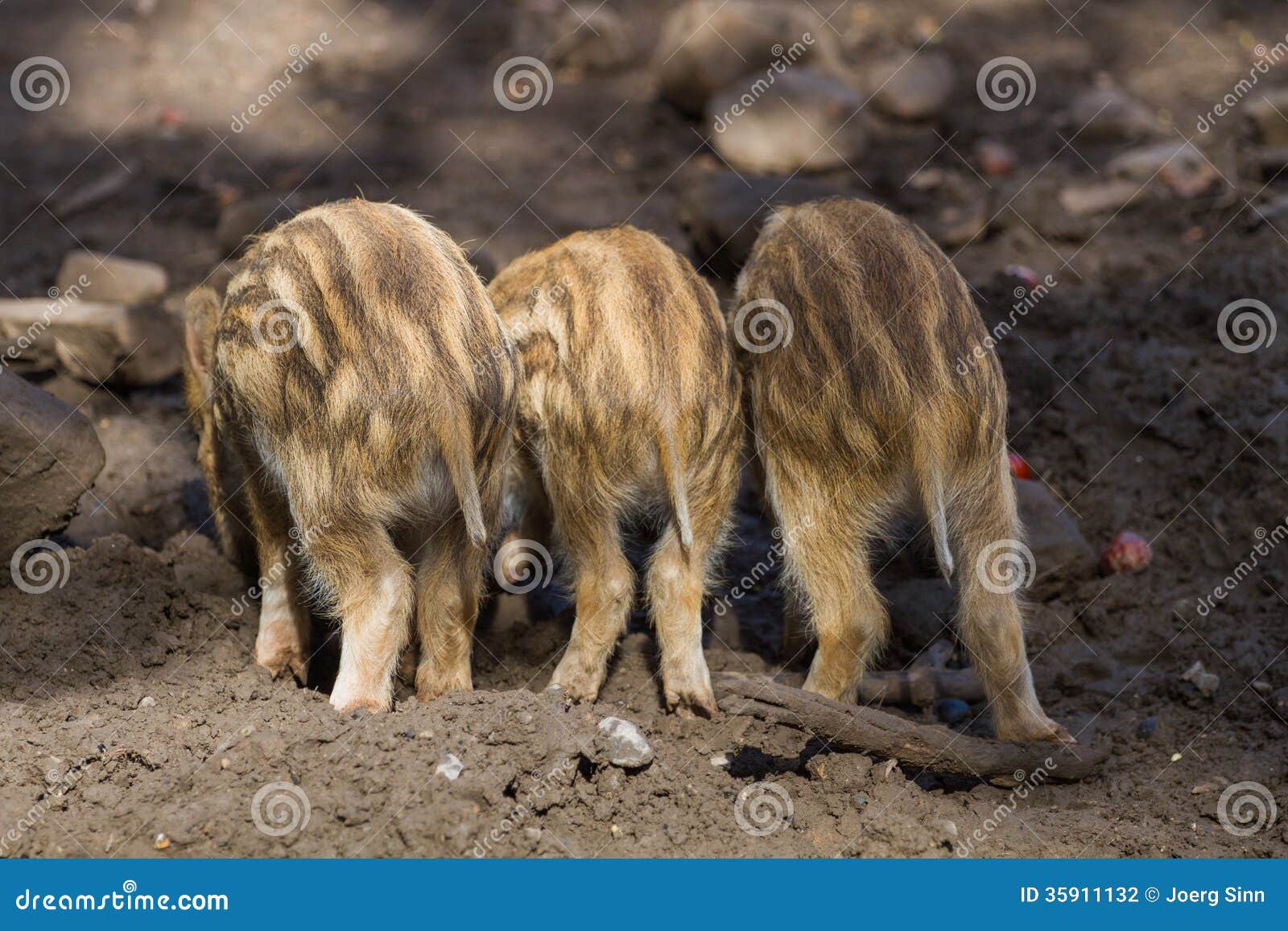 Three Young Boar Pigs from Behind Stock Photo - Image of dark, beige ...