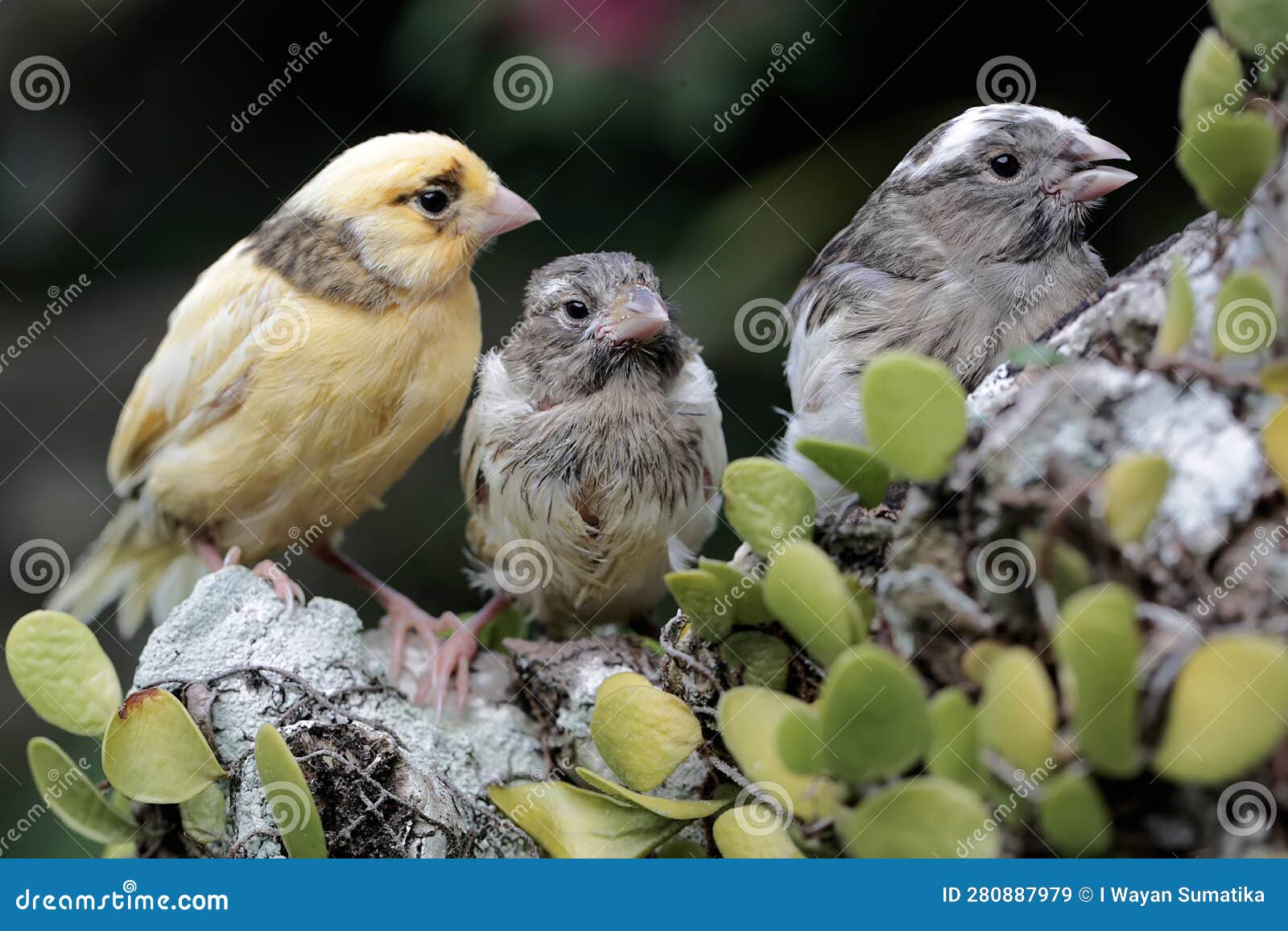 Three Young Canaries Resting on a Dry Tree Trunk. Stock Image - Image ...
