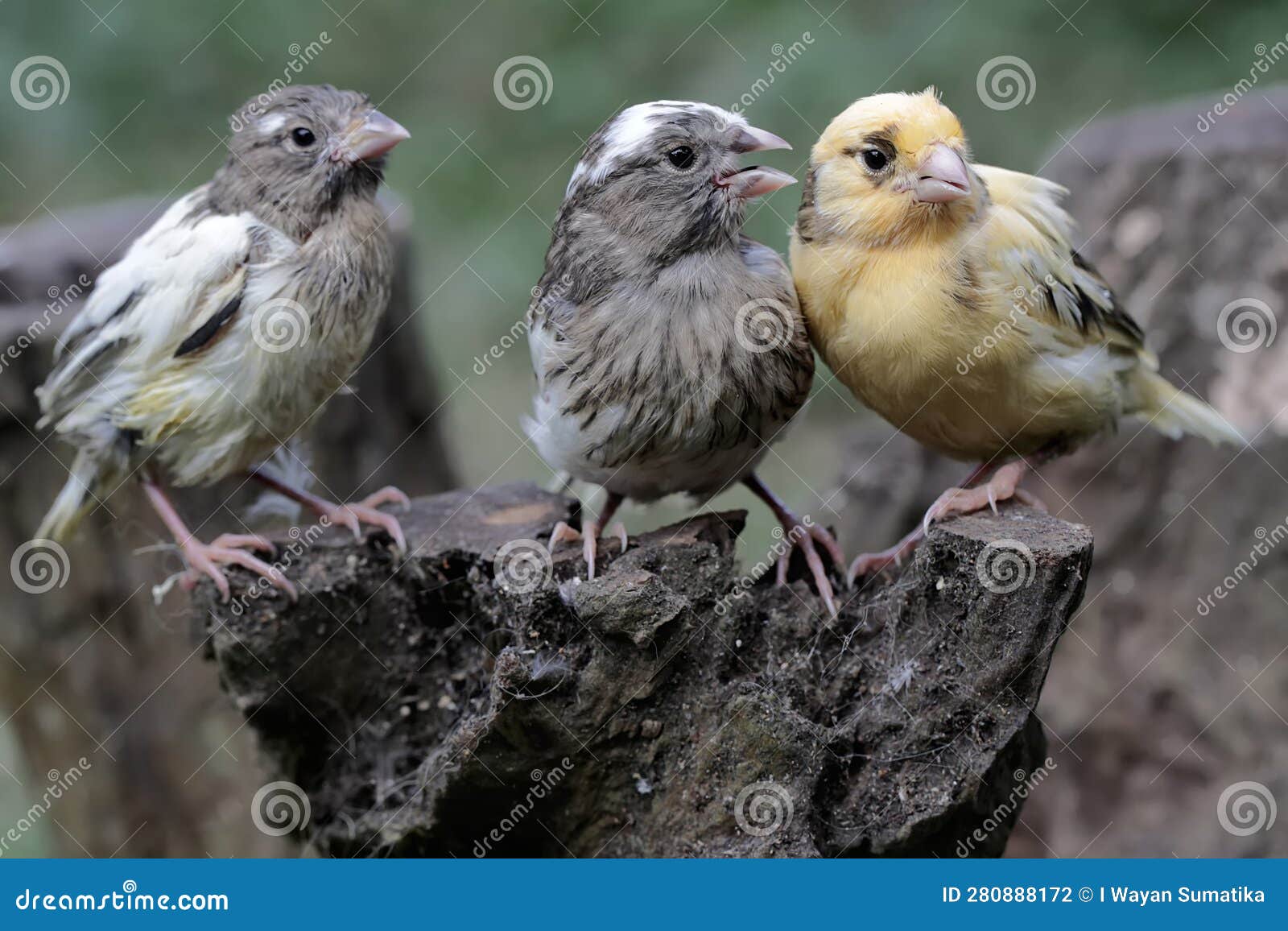 Three Young Canaries Resting on a Dry Tree Trunk. Stock Photo - Image ...