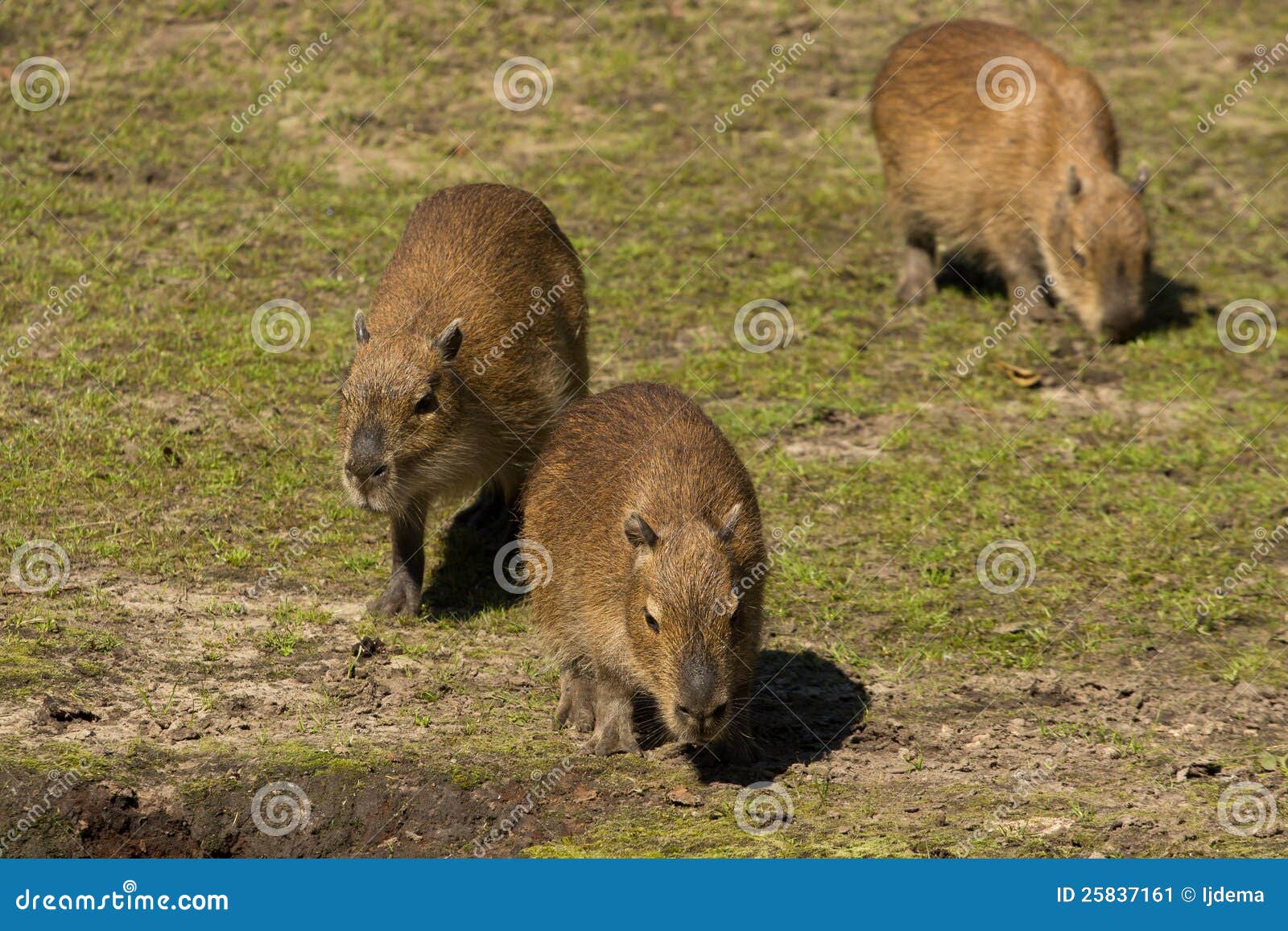 Three young capybaras stock image. Image of meadow, pasture - 25837161