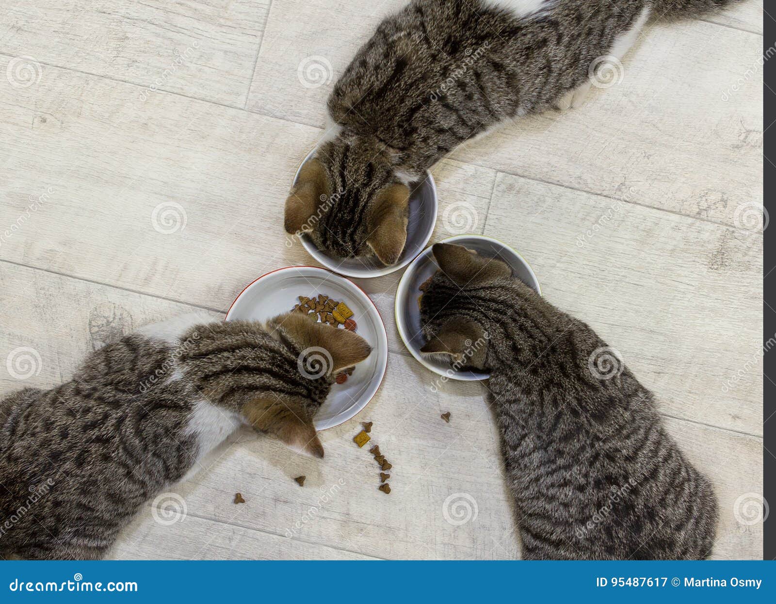 Three Young Cats are Eating. Stock Image - Image of domestic, stiped ...
