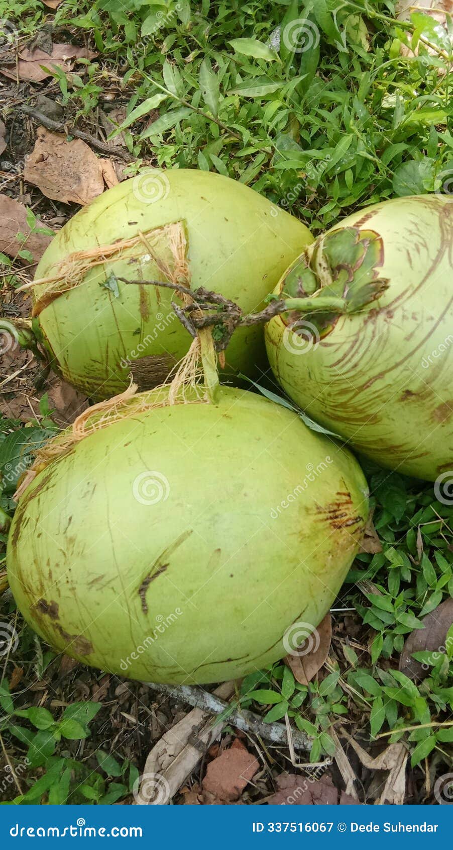 Three Young Coconuts Ready To Be Served Stock Image - Image of ready ...