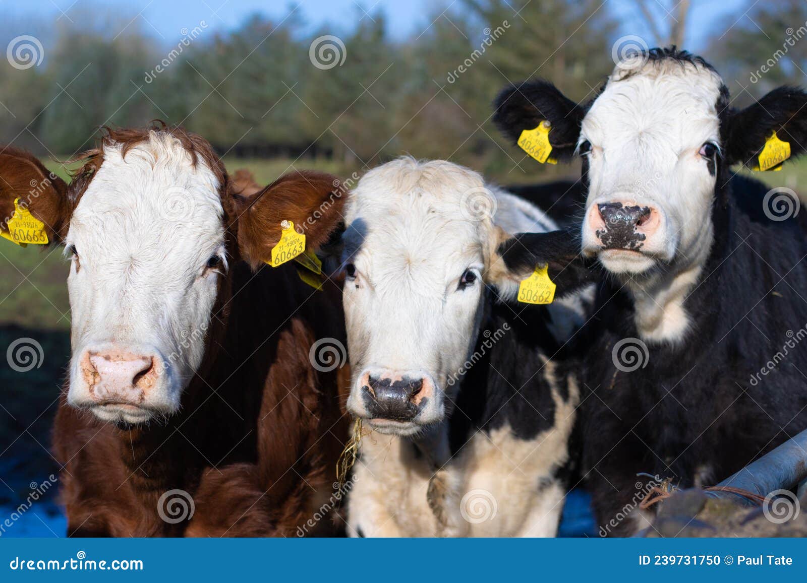 Three young cows closeup stock photo. Image of livestock - 239731750
