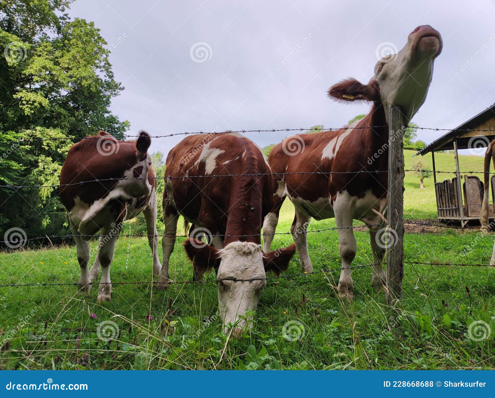 Three Young Cows Each One with a Different Pose Stock Photo - Image of ...