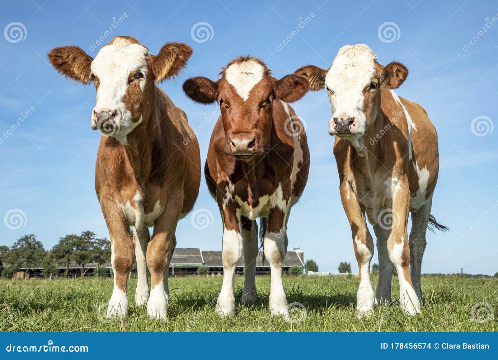 Three Young Calf Cows in a Row, Side by Side, Standing Upright in a ...