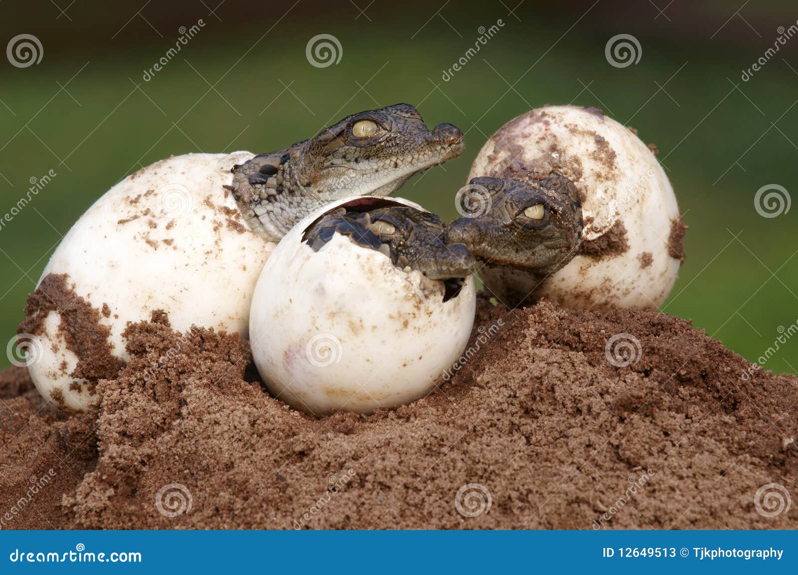 Three Young Nile Crocodiles Hatching from Eggs Stock Image - Image of ...