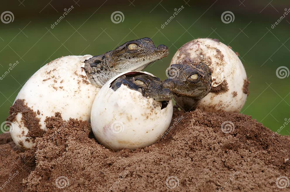 Three Young Nile Crocodiles Hatching from Eggs Stock Image - Image of ...