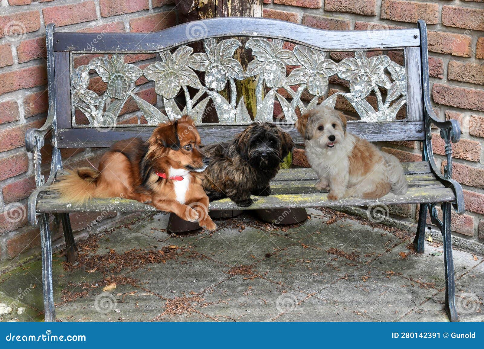 Three Young Dogs Sitting on a Bench Stock Image - Image of alert, kind ...