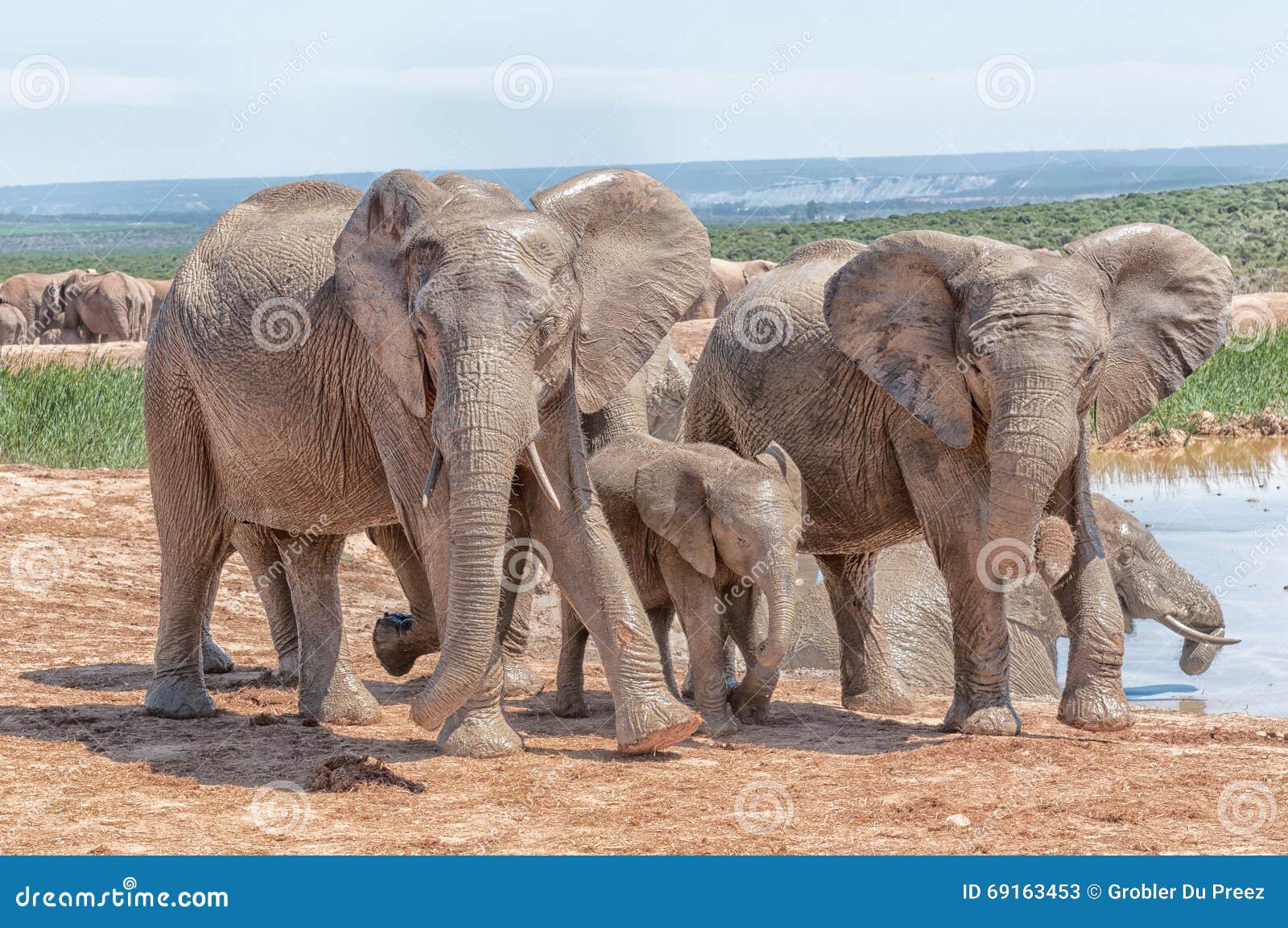 Three young elephants stock image. Image of eastern, calf - 69163453