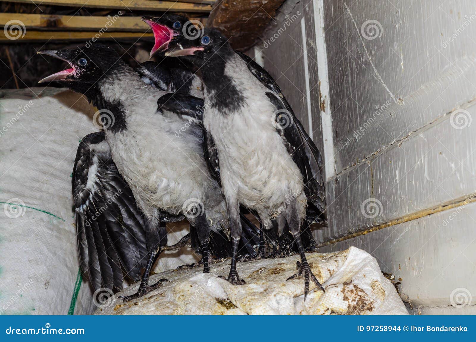 Three young grey crows stock photo. Image of glossy, beak - 97258944