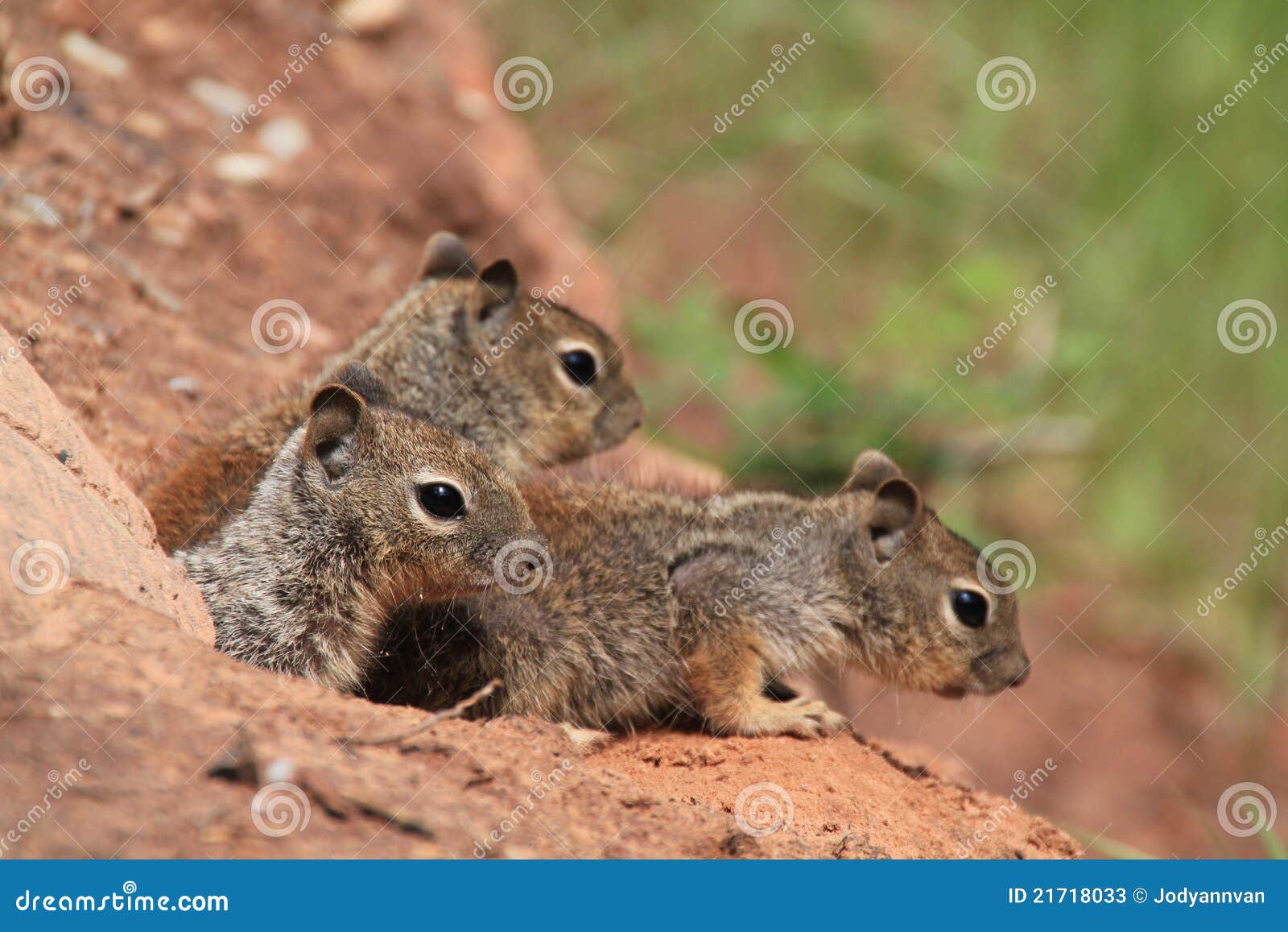Three young grey squirrels stock image. Image of grey - 21718033