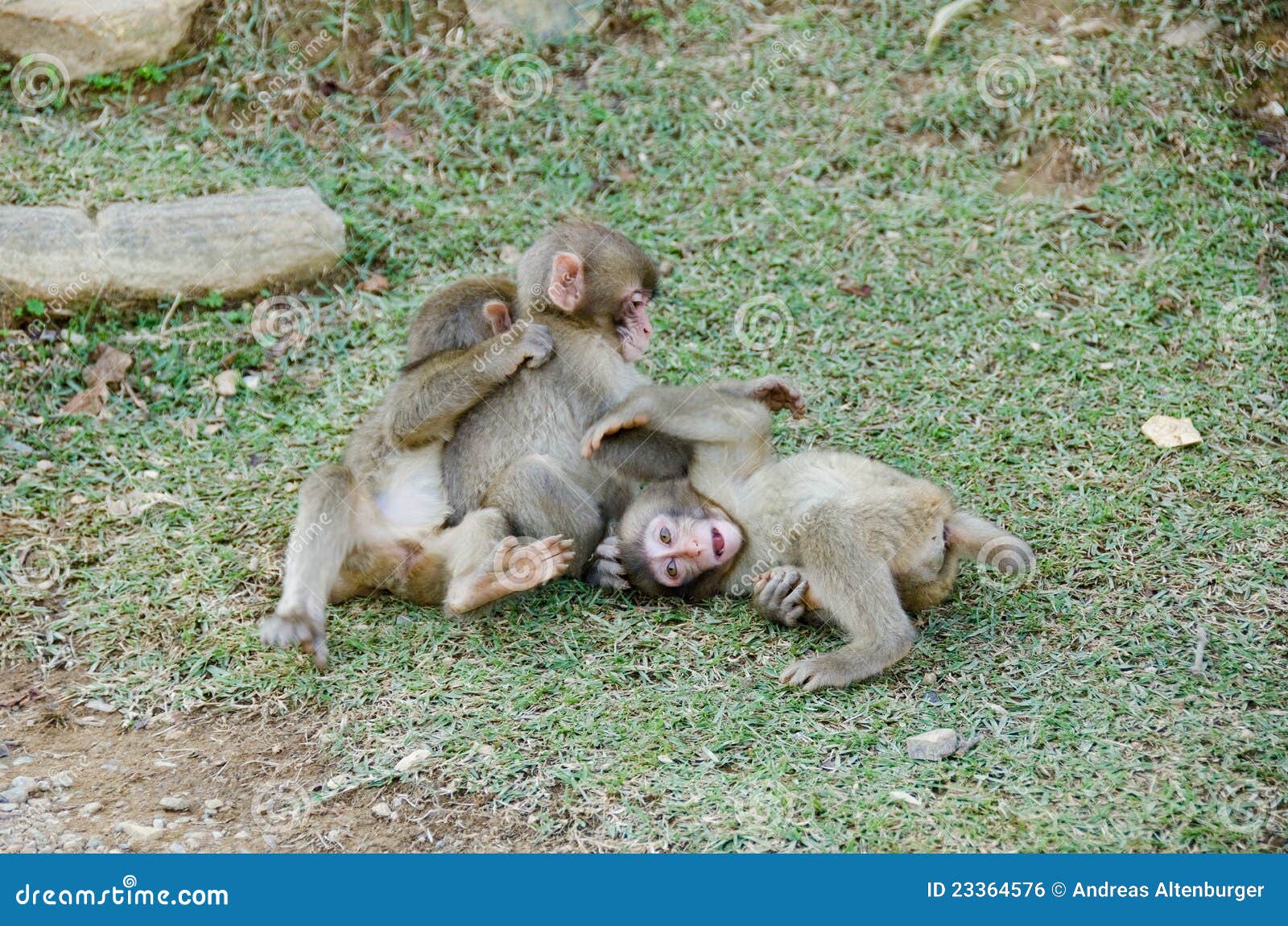 Three Young Japanese Macaques Playing Stock Photo - Image of national ...